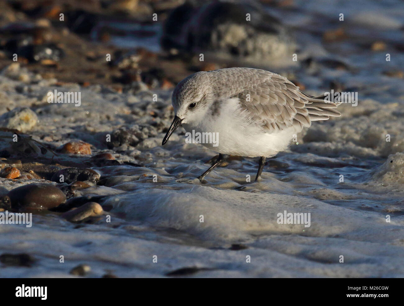 Sanderlings on beach hi-res stock photography and images - Alamy