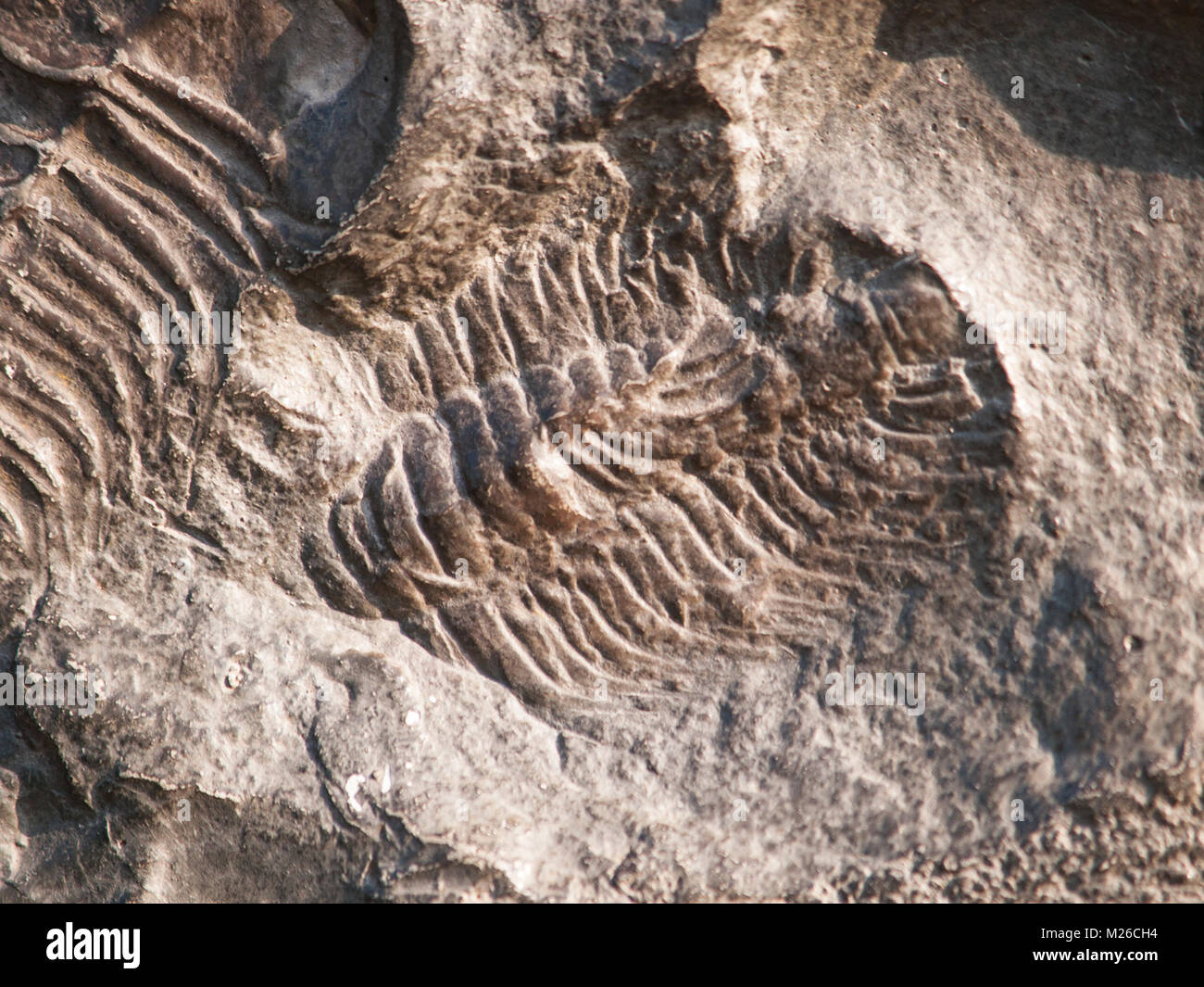 Middle cambrian hi-res stock photography and images - Alamy