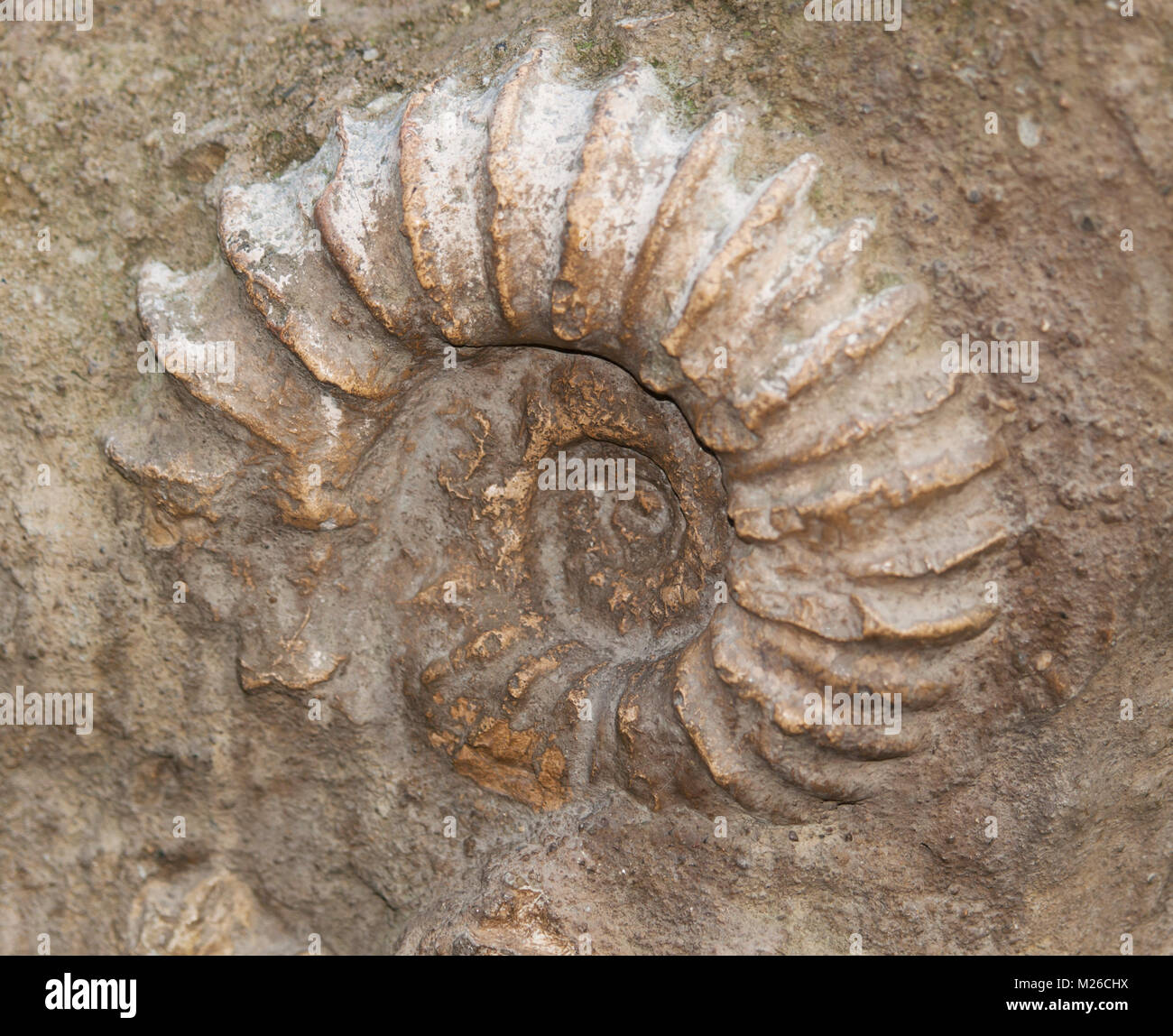 Cephalopod fossil hi-res stock photography and images - Alamy