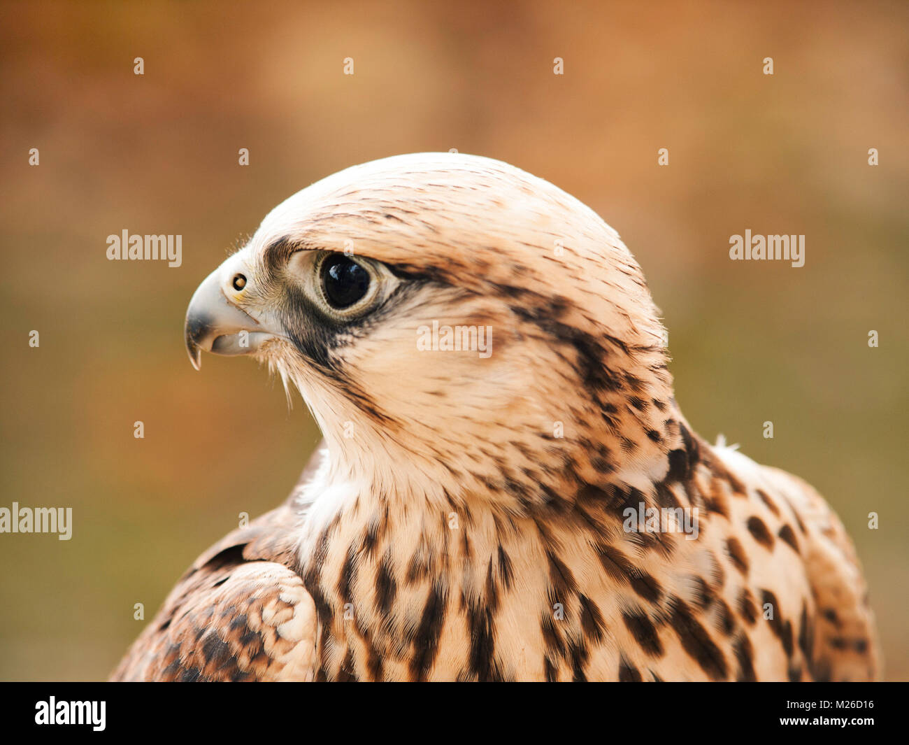 Endangered Saker Falcon High Resolution Stock Photography and Images ...