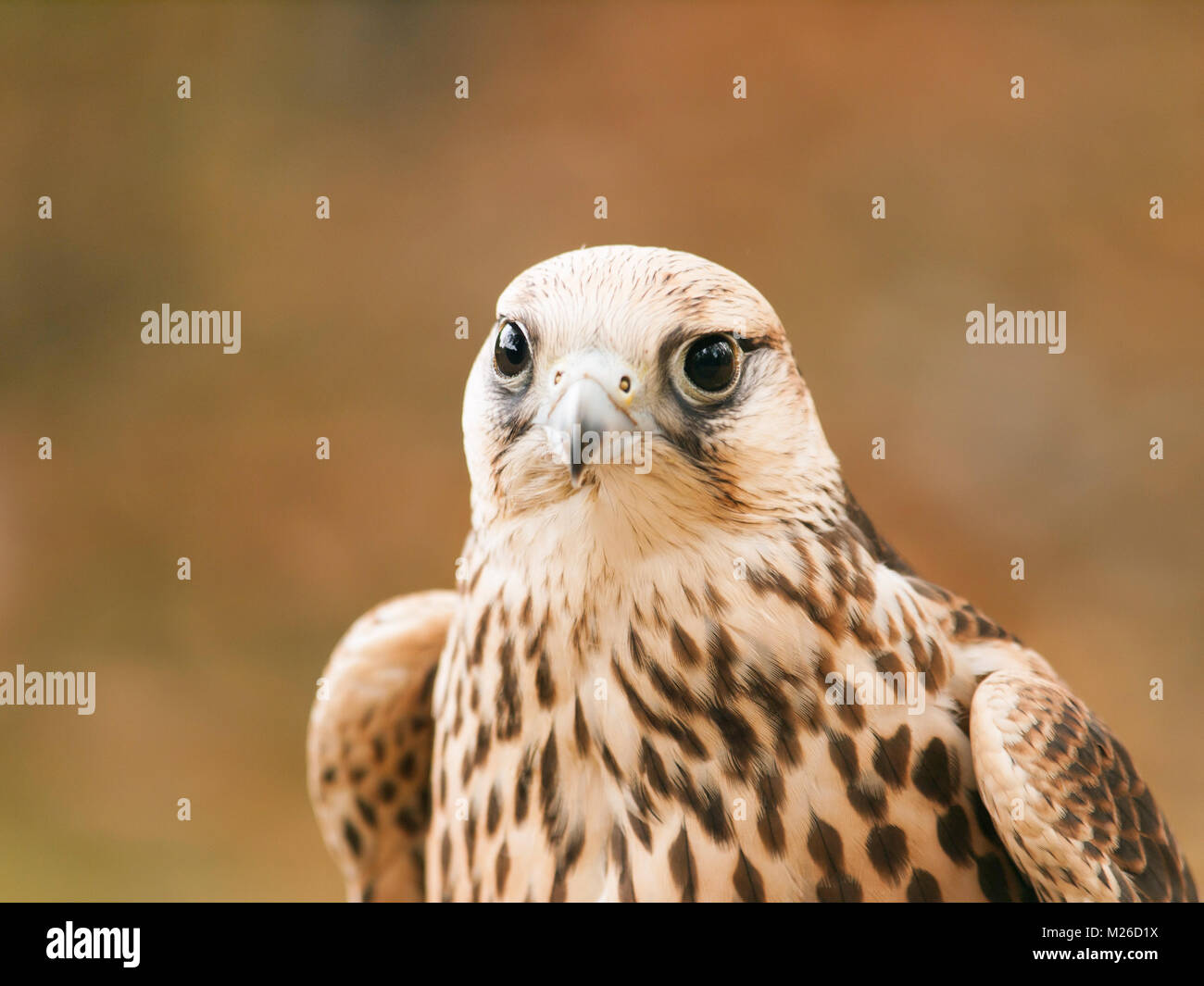 Endangered saker falcon hi-res stock photography and images - Alamy