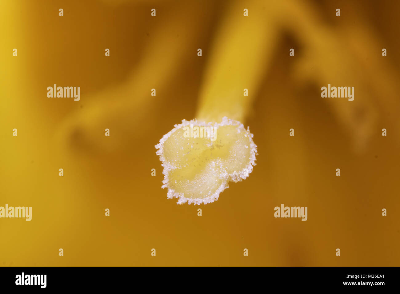 Gardening horticulture pollen pollination hi-res stock photography and ...