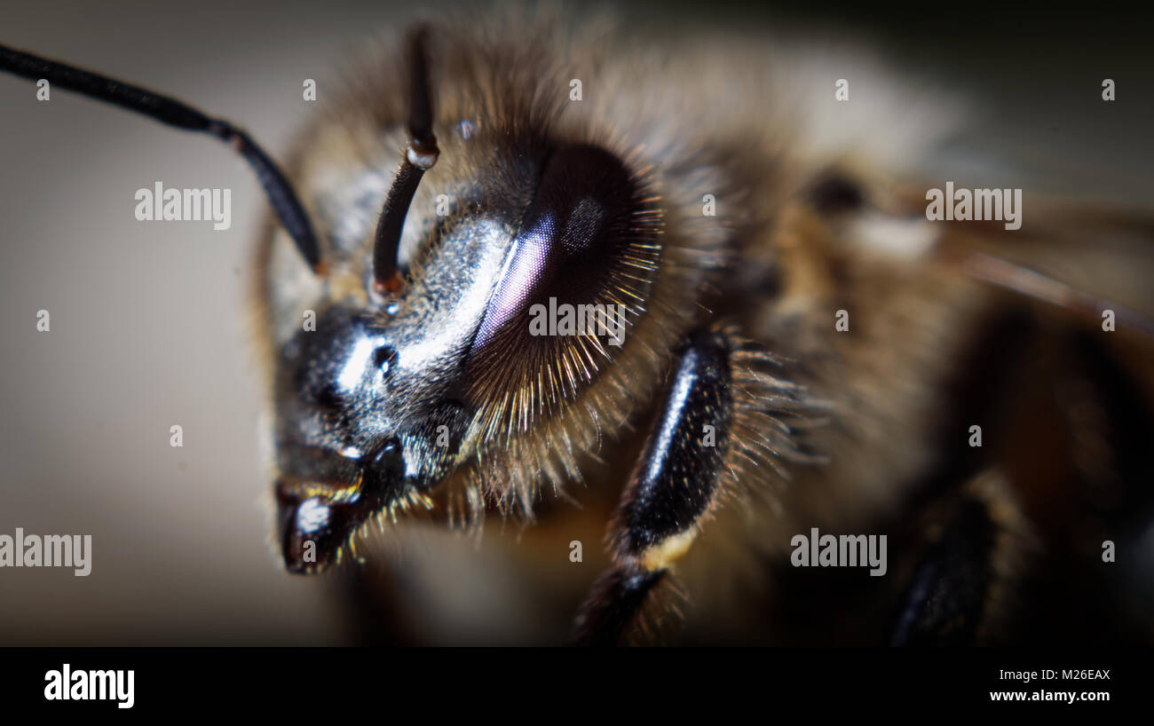 macro honey bee Stock Photo - Alamy