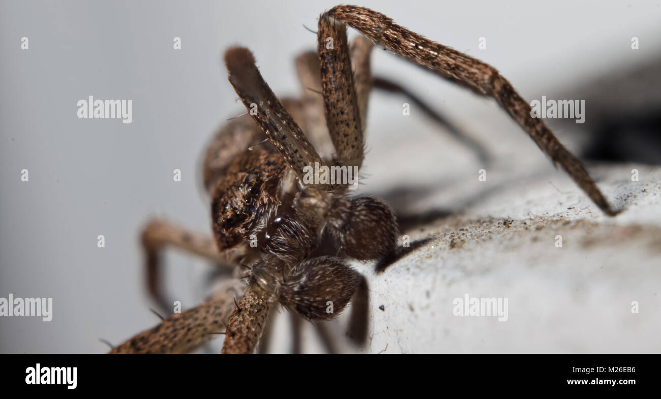 Mini beasts hi-res stock photography and images - Alamy