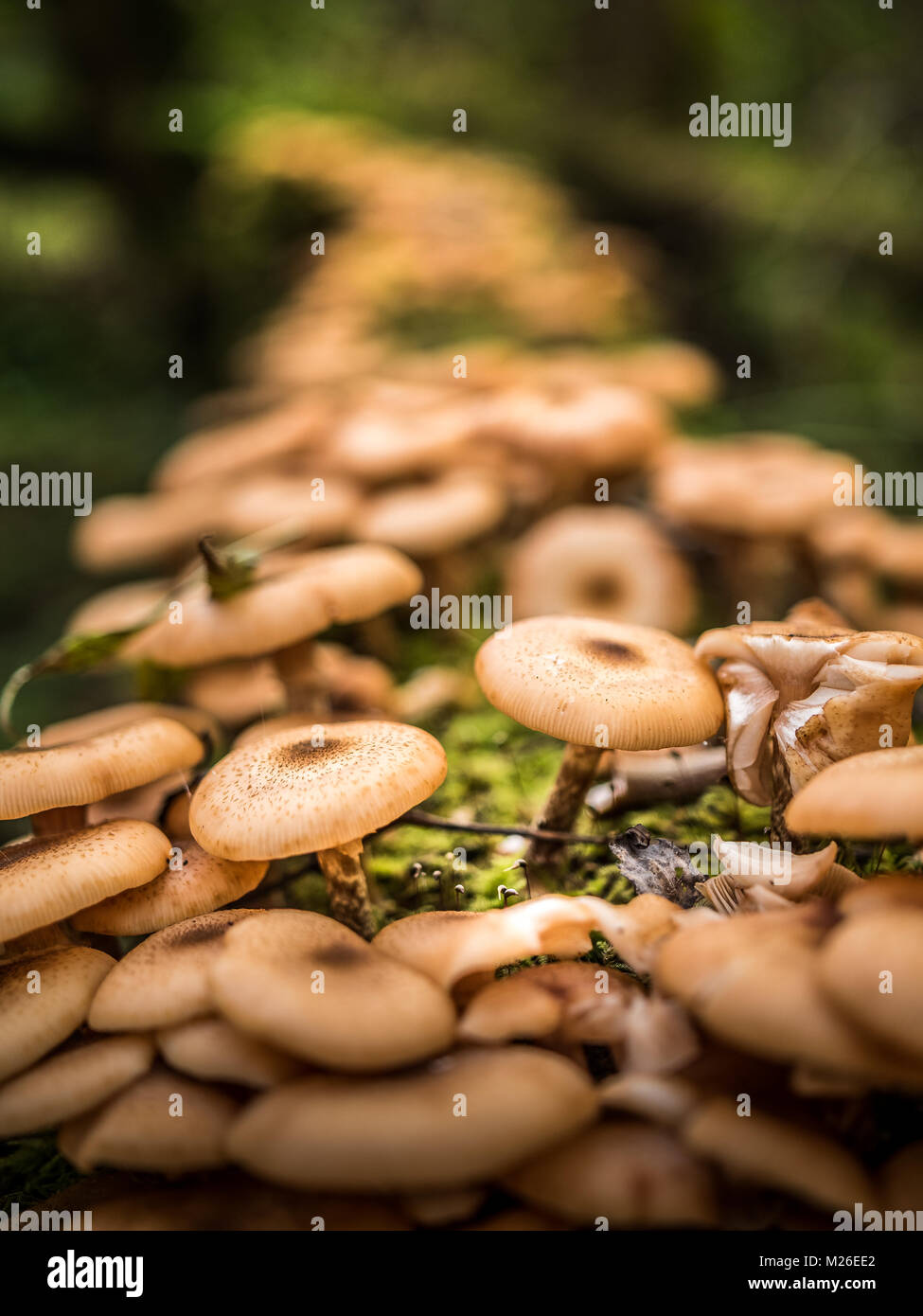 Walking by mushrooms hi-res stock photography and images - Alamy