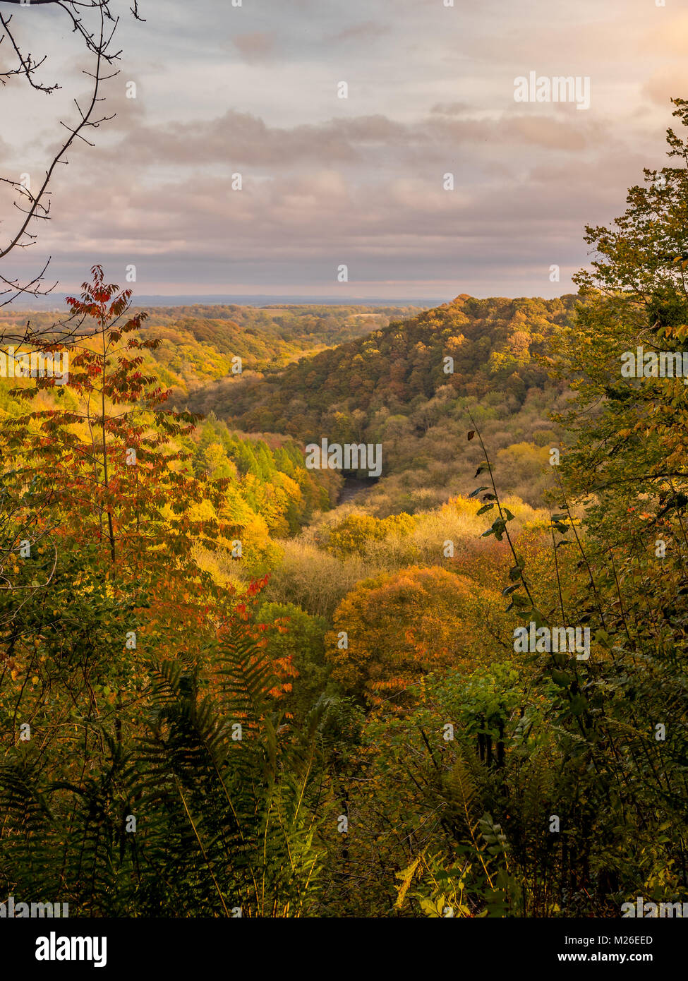 Hackfall woods yorkshire hi-res stock photography and images - Alamy