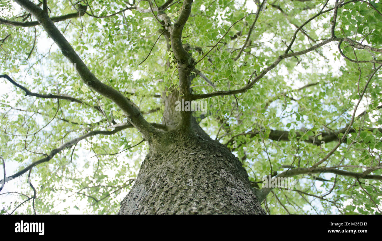 looking up at a tree Stock Photo - Alamy