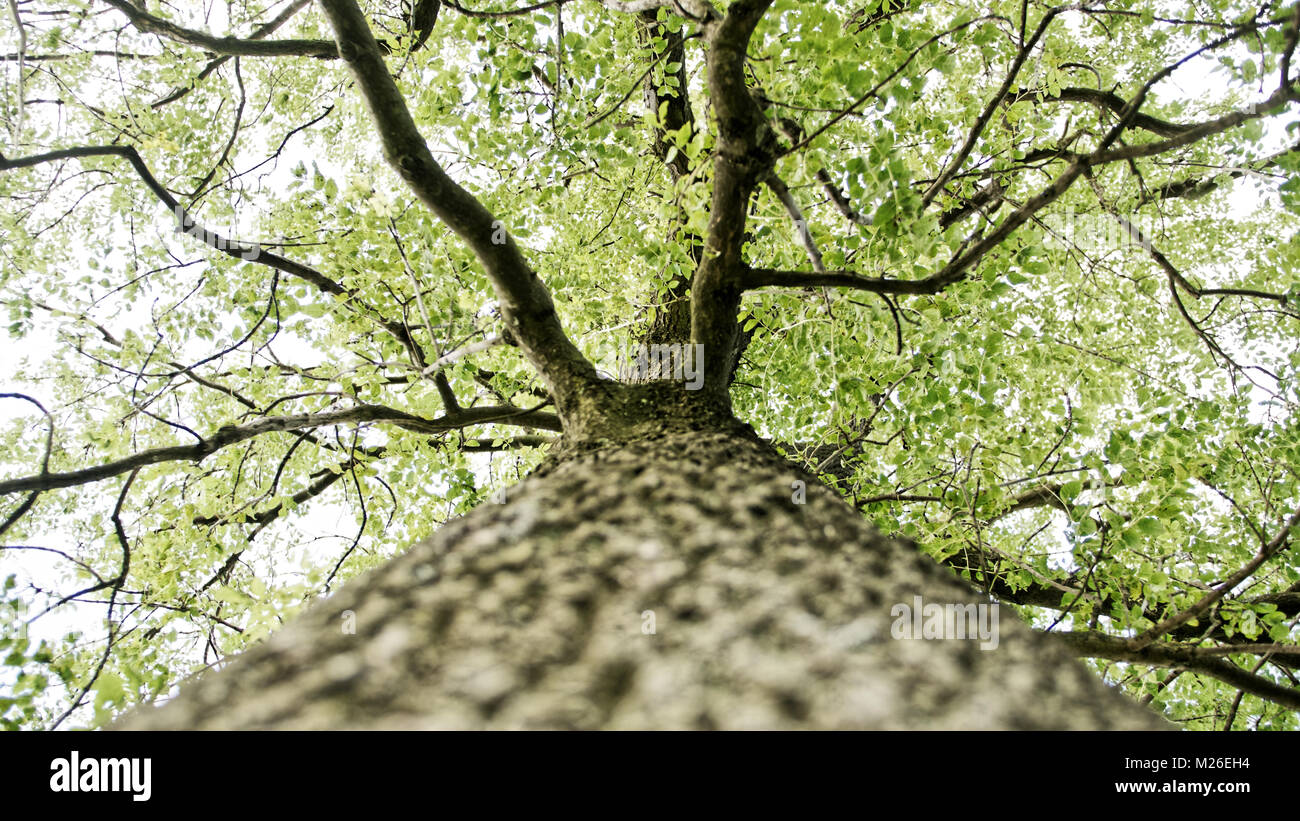looking up at a tree Stock Photo - Alamy