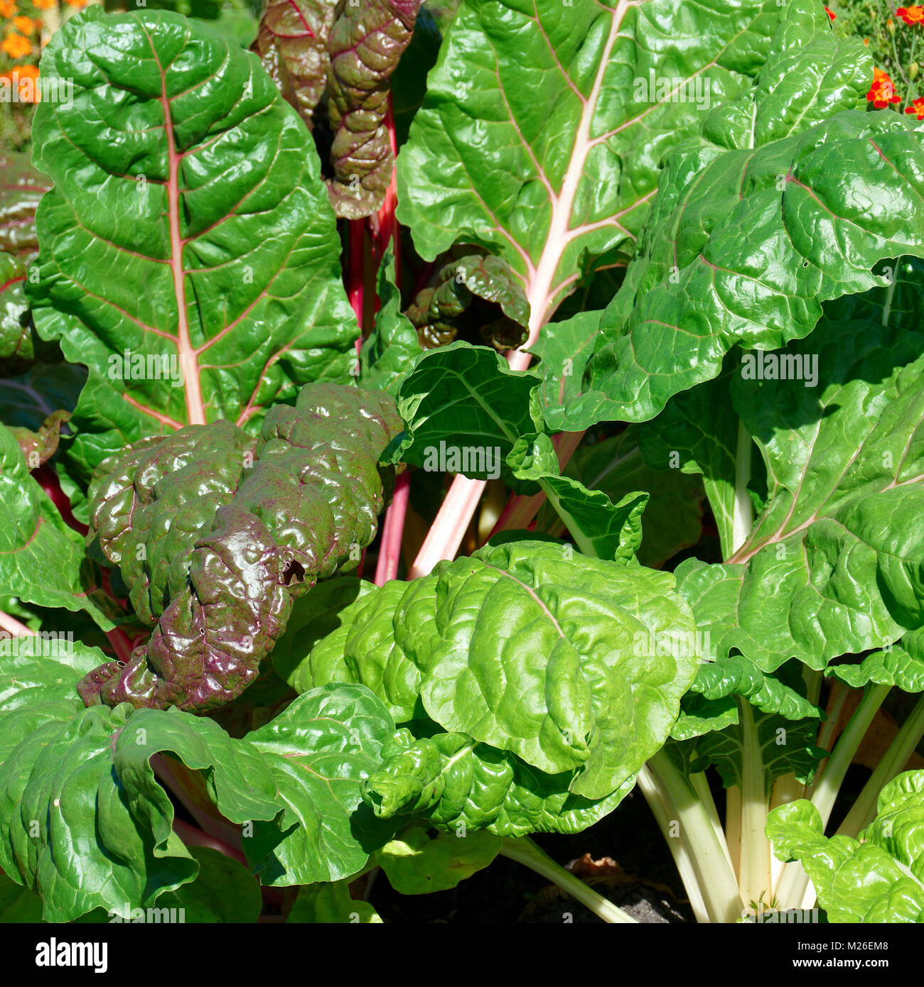 Beets growing in ground garden hi-res stock photography and images - Alamy