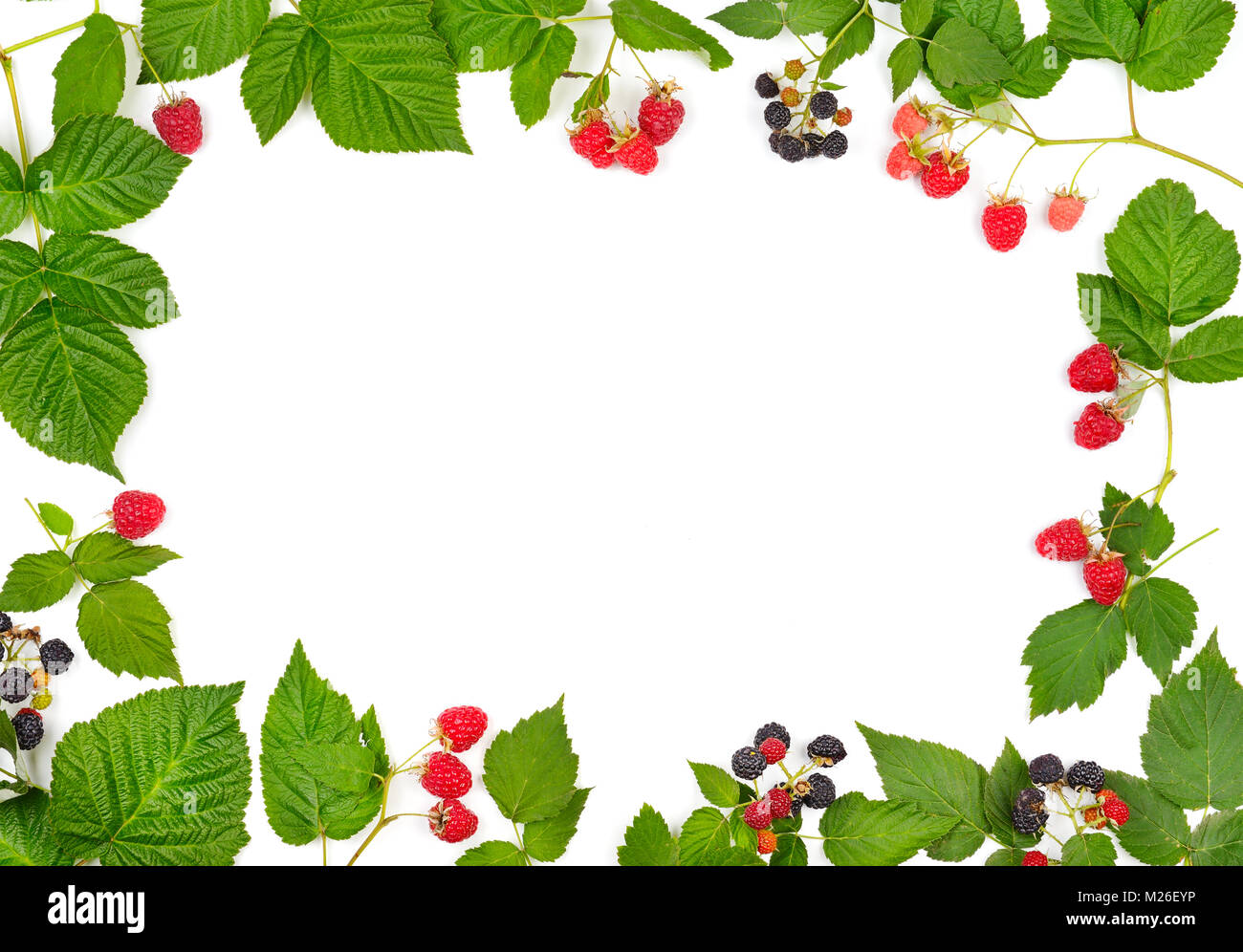 Frame of ripe raspberries and blackberries isolated on white background ...