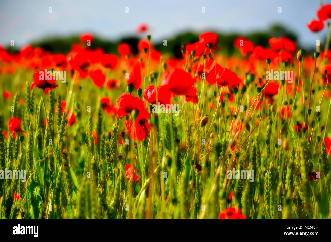 Poppy Field In Stibbard, Norfolk Stock Photo - Alamy
