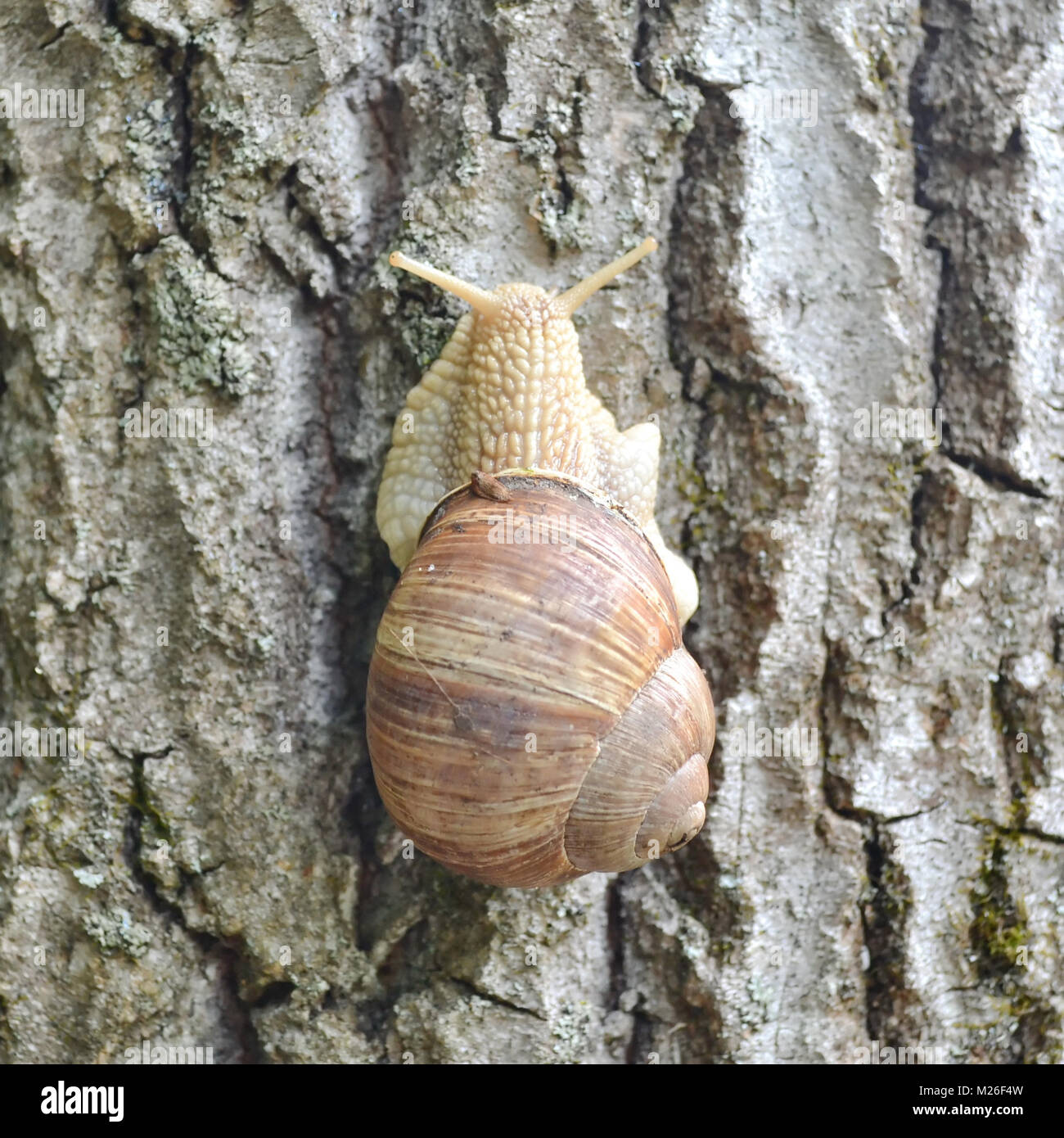 Univalve snail hi-res stock photography and images - Alamy