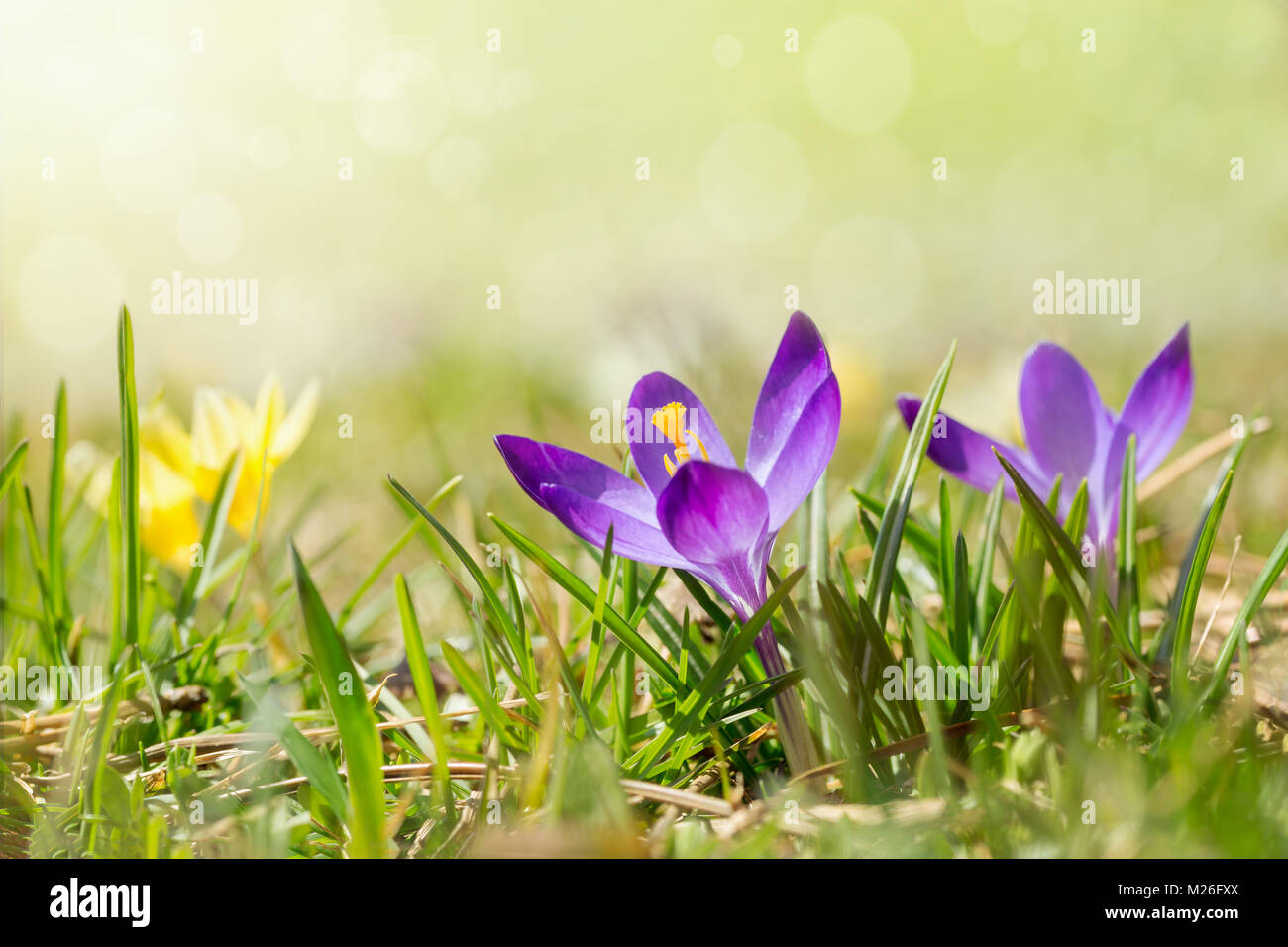 Crocus lawn hi-res stock photography and images - Alamy