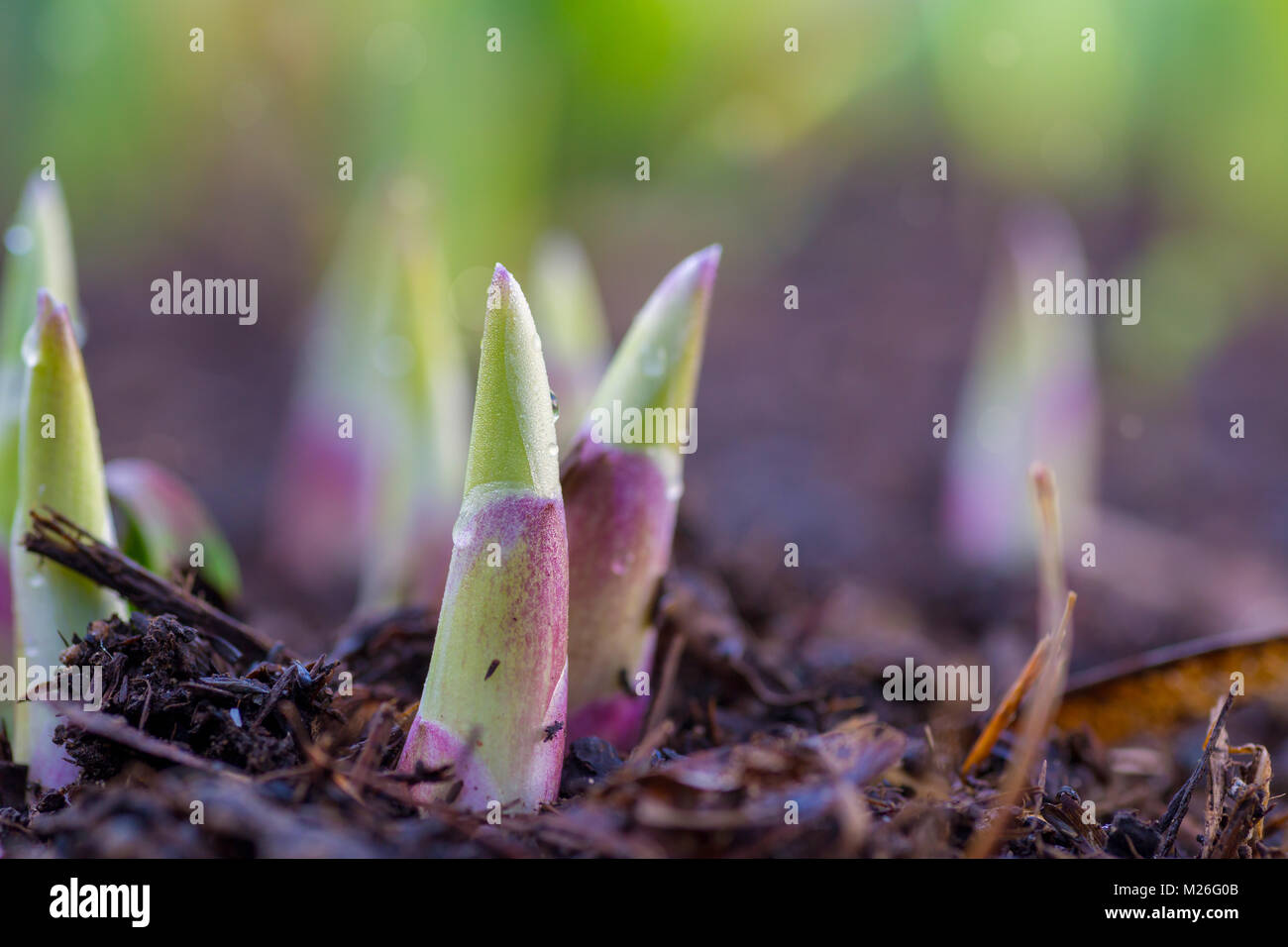Hosta sprouts emerging through the soil of a springtime perennial bed ...