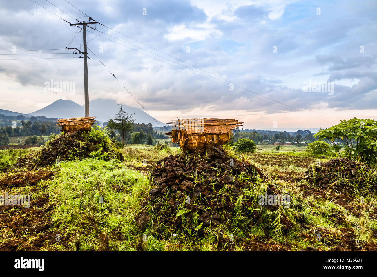 Virunga volcano national park landscape with green farmland fields in ...