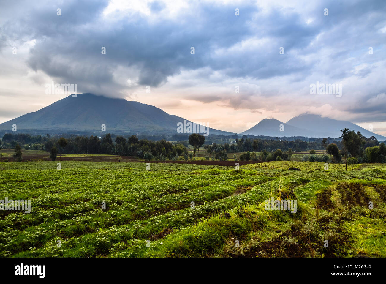 Virunga volcano national park landscape with green farmland fields in ...