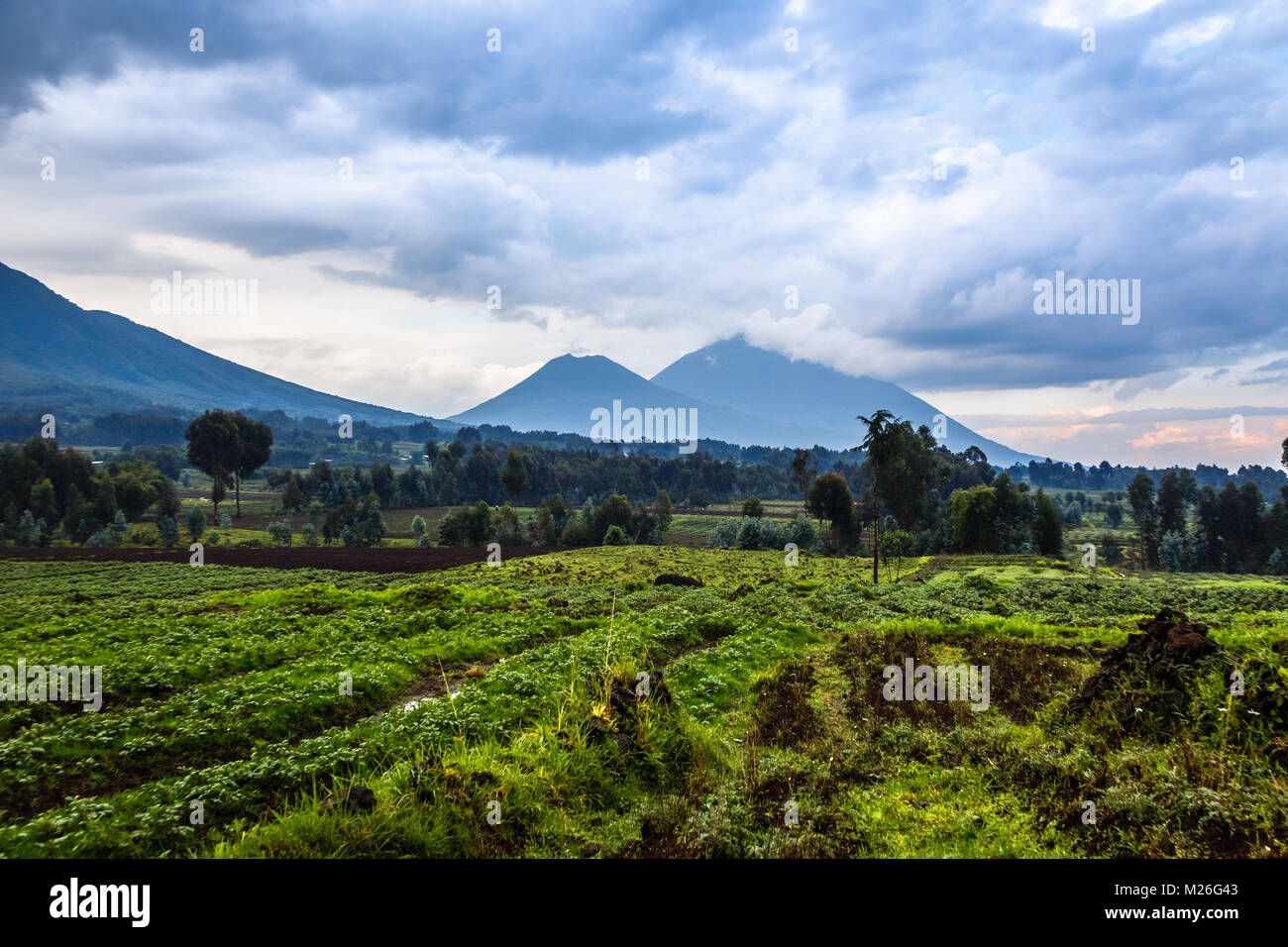 Virunga volcano national park landscape with green farmland fields in ...