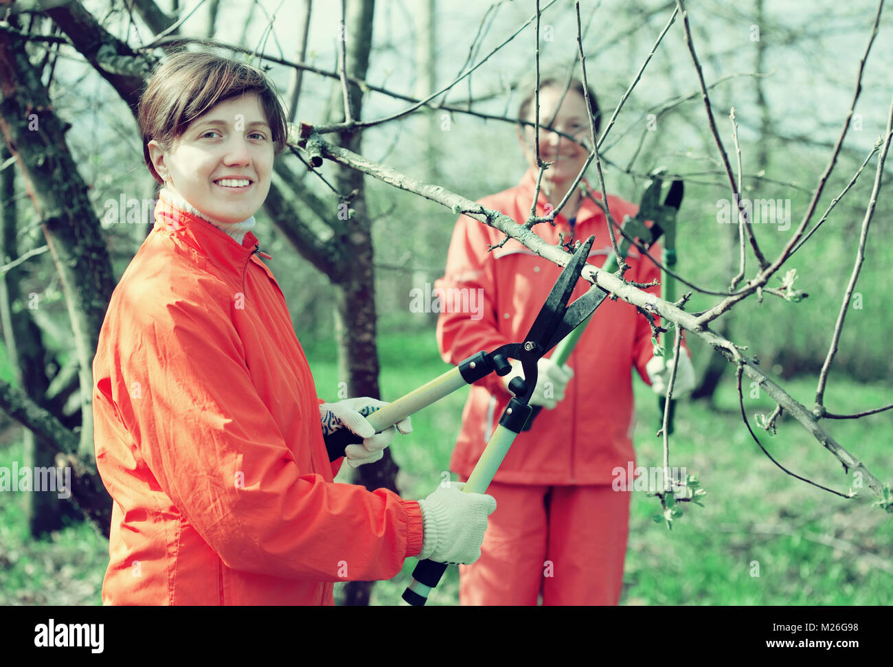 Two women pruning fruits tree in the orchard Stock Photo - Alamy