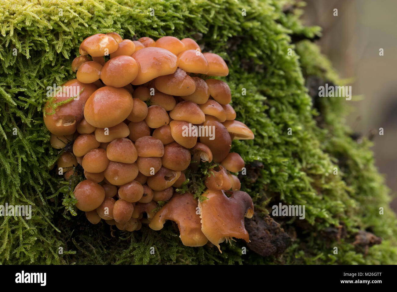 Velvet Shank (Flammulina velutipes var. velutipes), Physalacriaceae ...