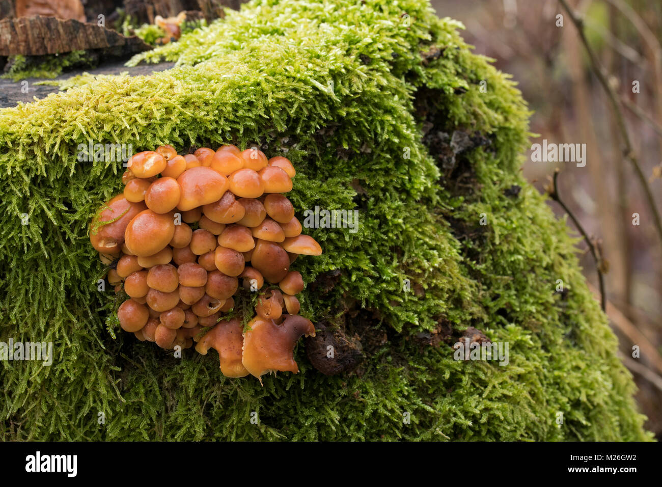 Velvet Shank (Flammulina velutipes var. velutipes), Physalacriaceae ...