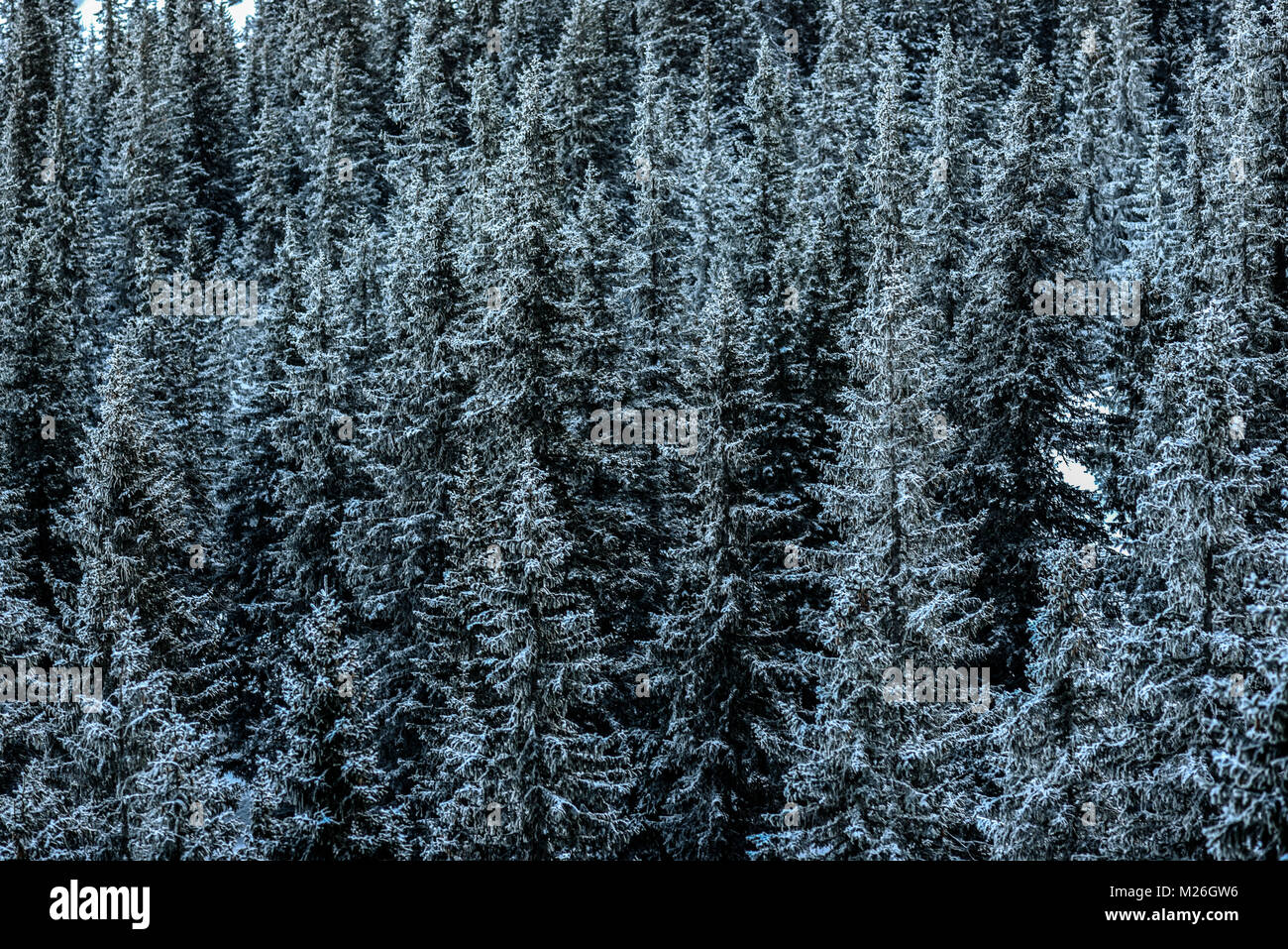 Texture of pines covered with snow, Tatra mountains, Poland Stock Photo ...