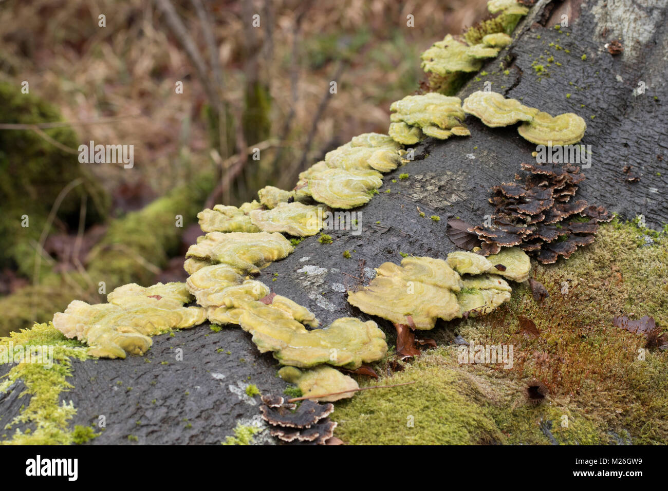 Polyporaceae fungi hi-res stock photography and images - Alamy