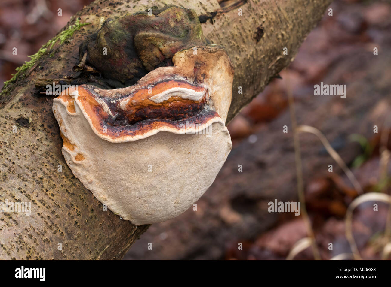 Red Banded Polypore (Fomitopsis pinicola), Fometopsidaceae Stock Photo ...