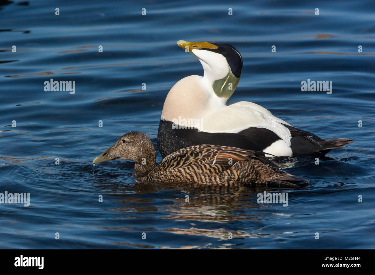 Common Eider male and female (Somateria mollissima), drake Stock Photo ...