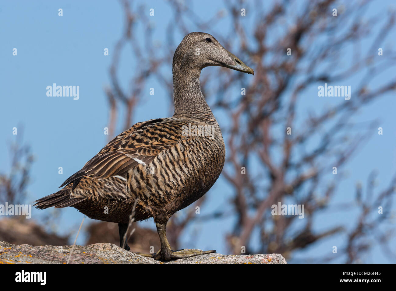 Female duck stands hi-res stock photography and images - Alamy