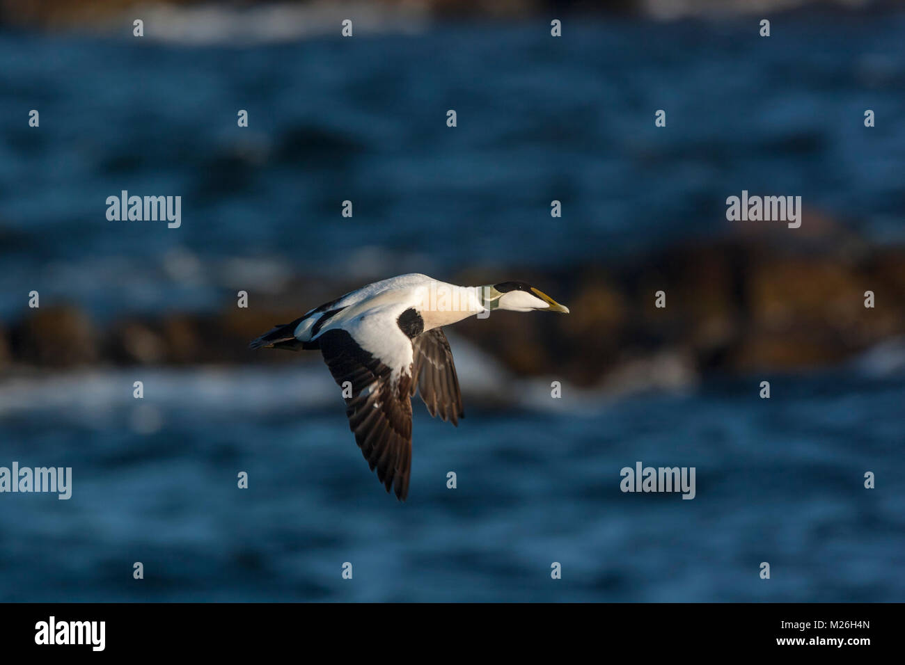 Common eider ducks flying hi-res stock photography and images - Alamy
