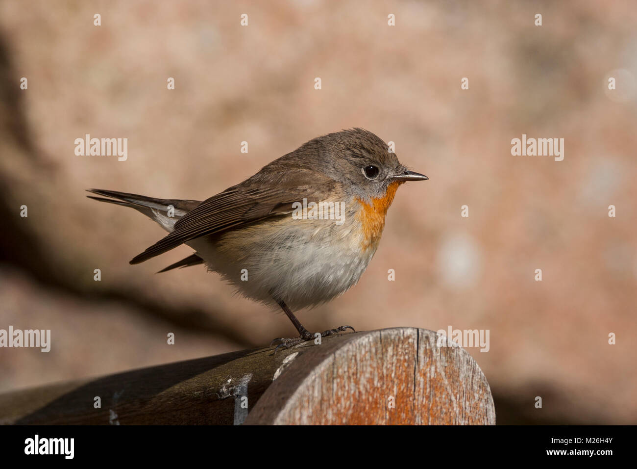 Red-breasted Flycatcher male (Ficedula parva Stock Photo - Alamy