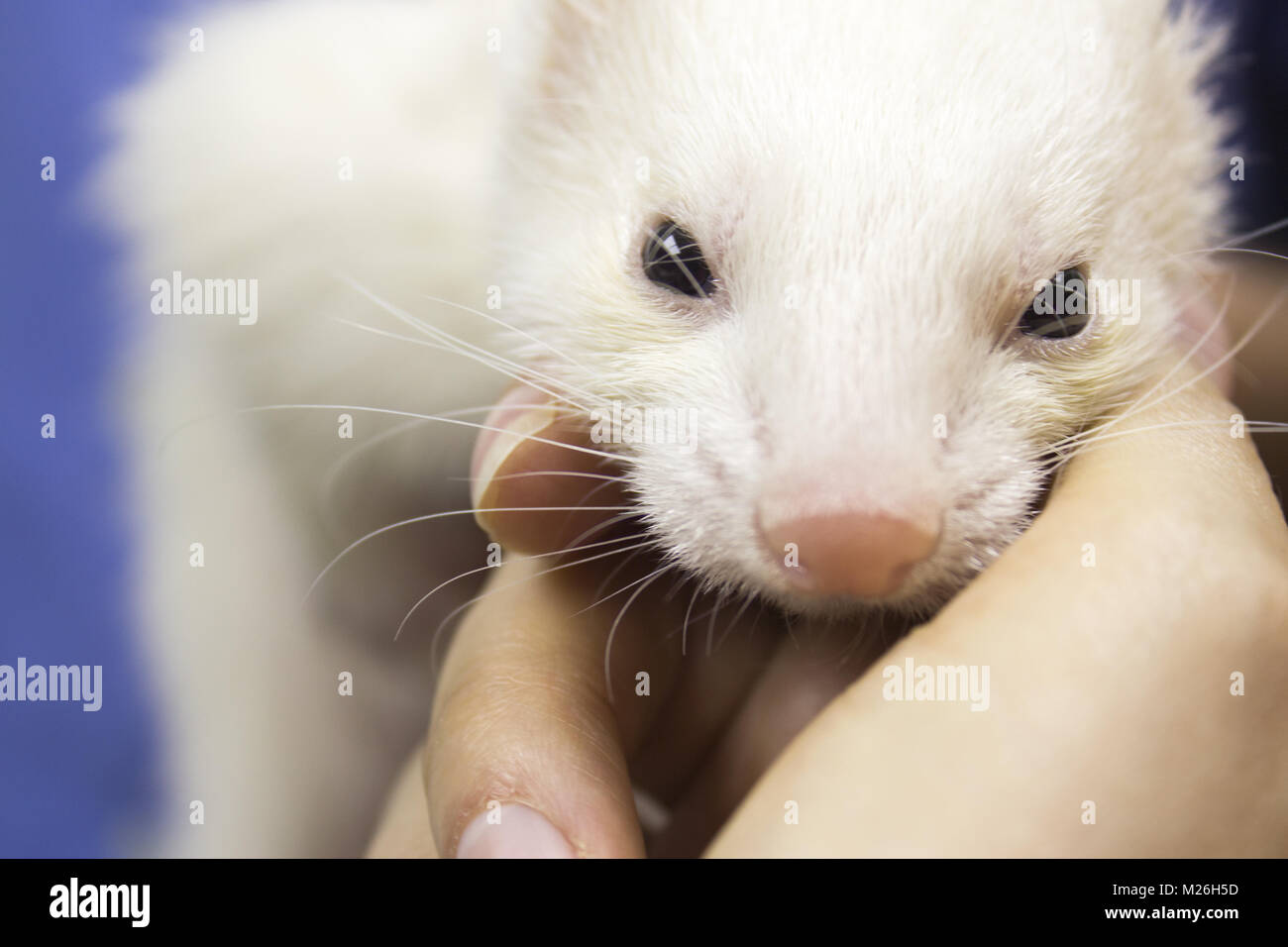Profile portrait of a ferret. Vet gets into the body Stock Photo - Alamy