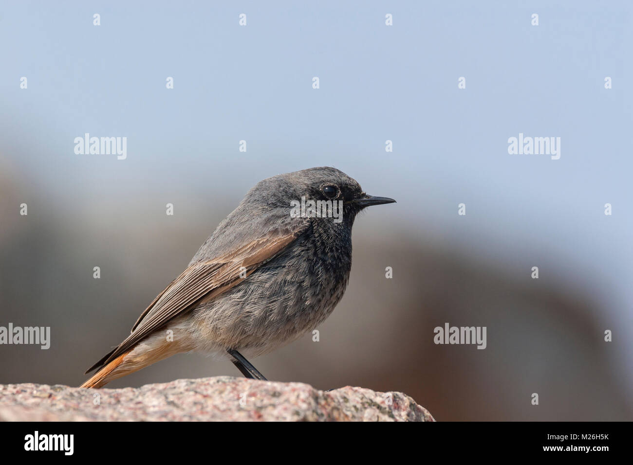 Black Redstart male, (Phoenicurus ochruros Stock Photo - Alamy