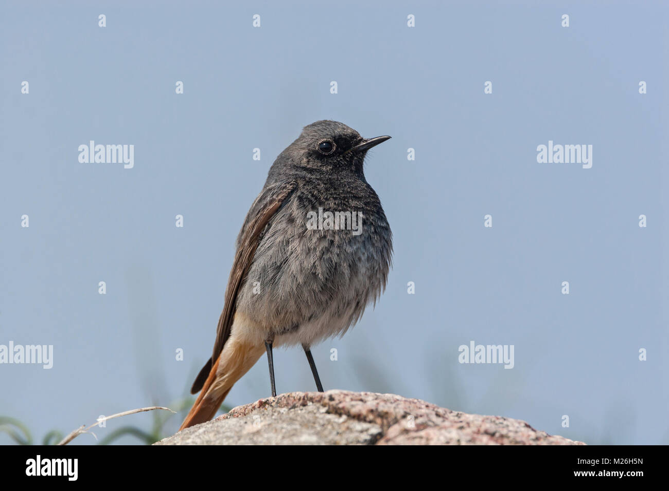 Male redstart stands hi-res stock photography and images - Alamy