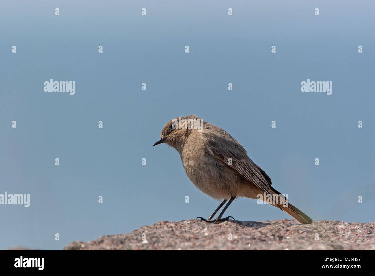 Black Redstart female, (Phoenicurus ochruros Stock Photo - Alamy