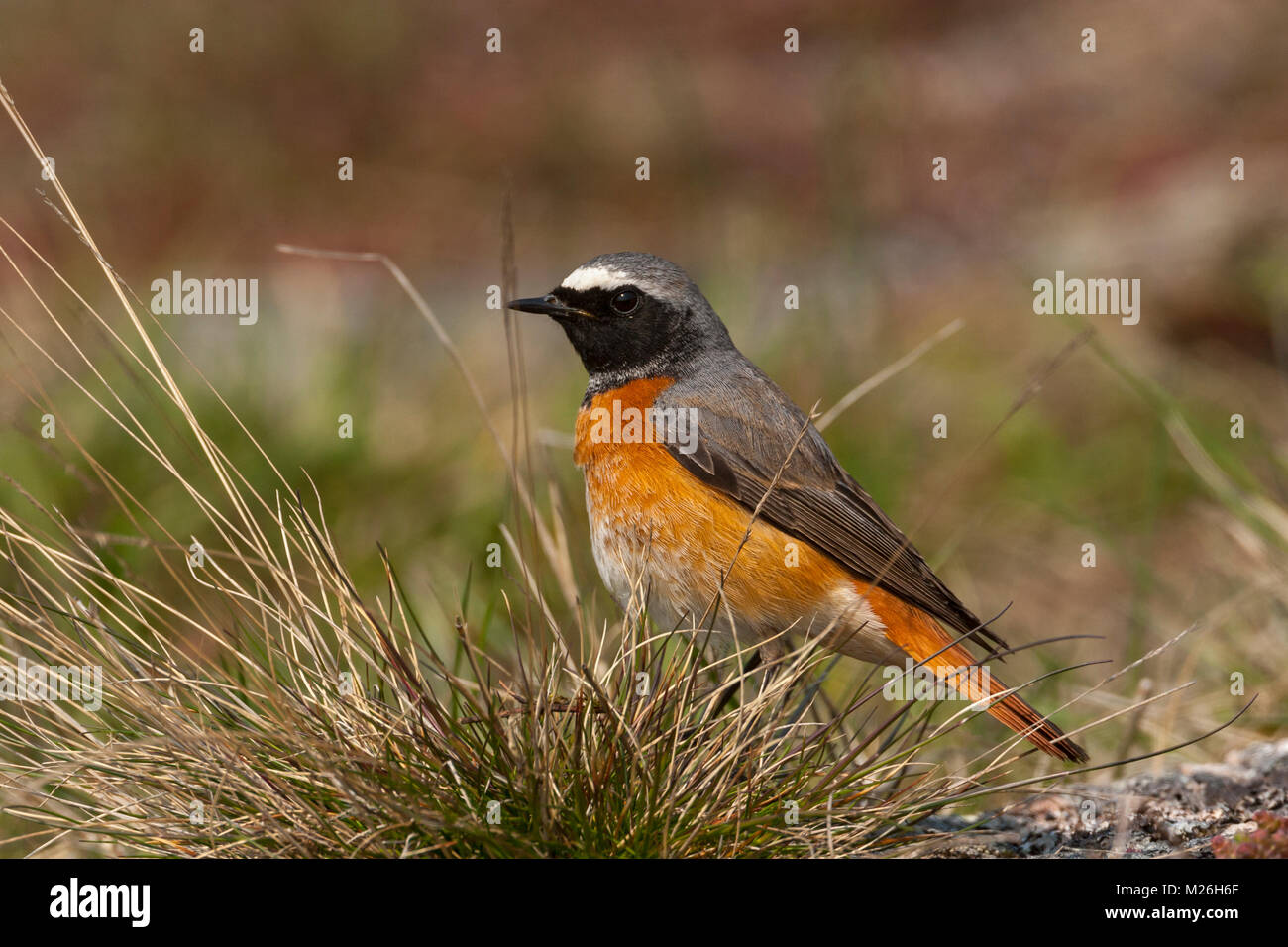 Common Redstart, male (Phoenicurus phoenicurus Stock Photo - Alamy