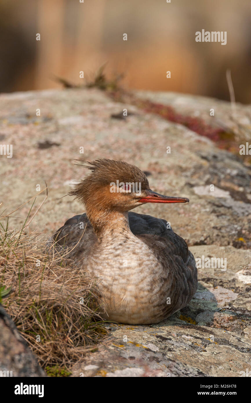 Red-Breasted Merganser female (Mergus serrator Stock Photo - Alamy