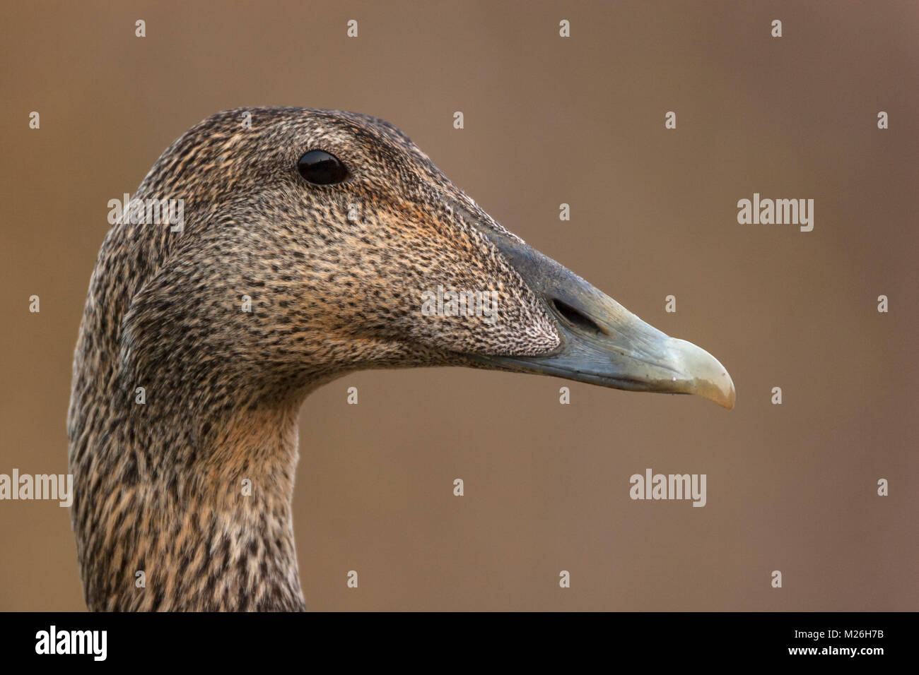 Female common eider somateria hi-res stock photography and images - Alamy