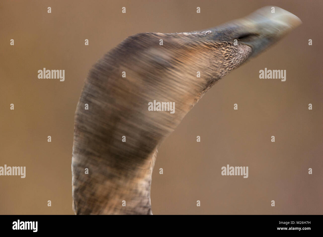 Common Eider female shaking head (Somateria mollissima Stock Photo - Alamy