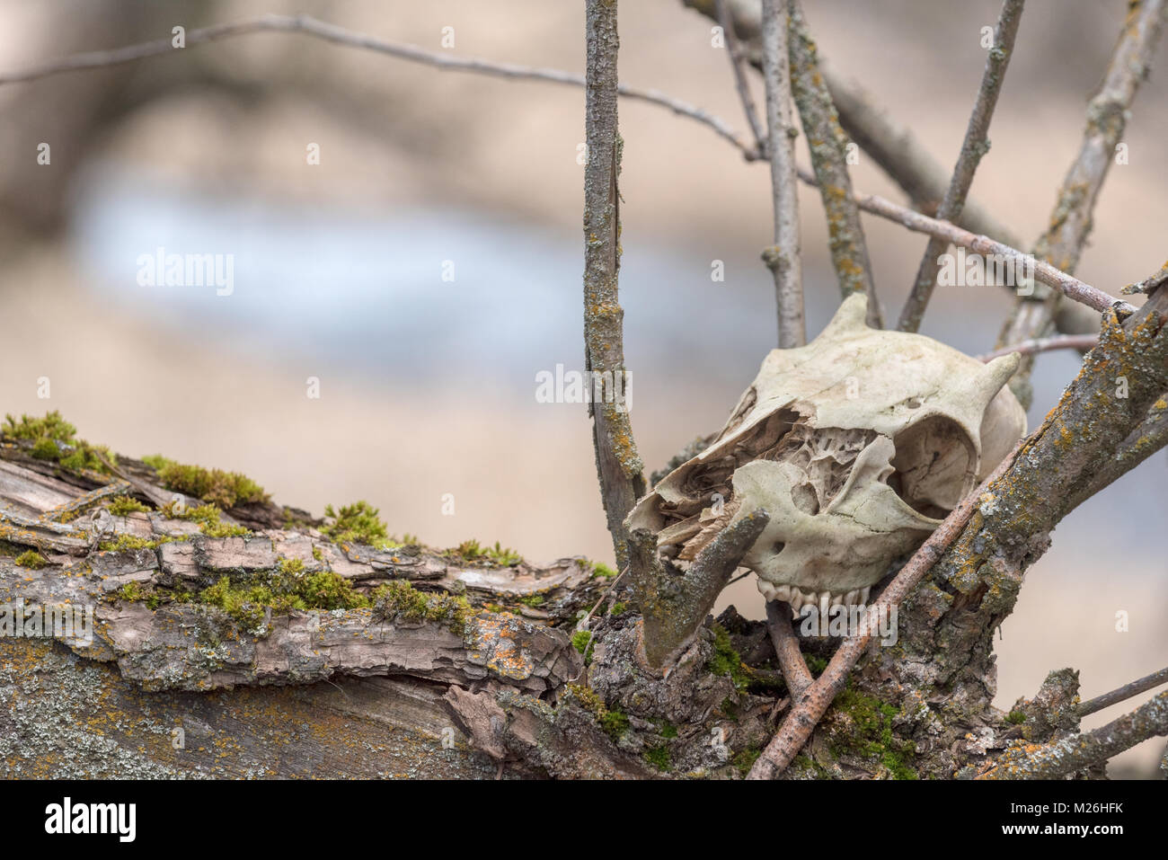 Skull In A Tree High Resolution Stock Photography and Images - Alamy