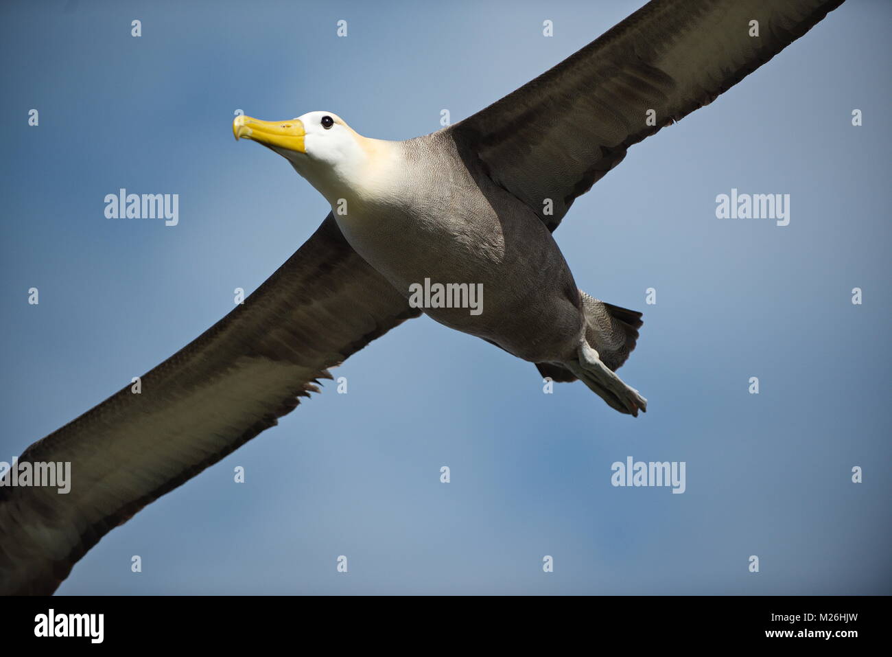 Waved albatross (Phoebastria irrorata) in flight - espanola island ...
