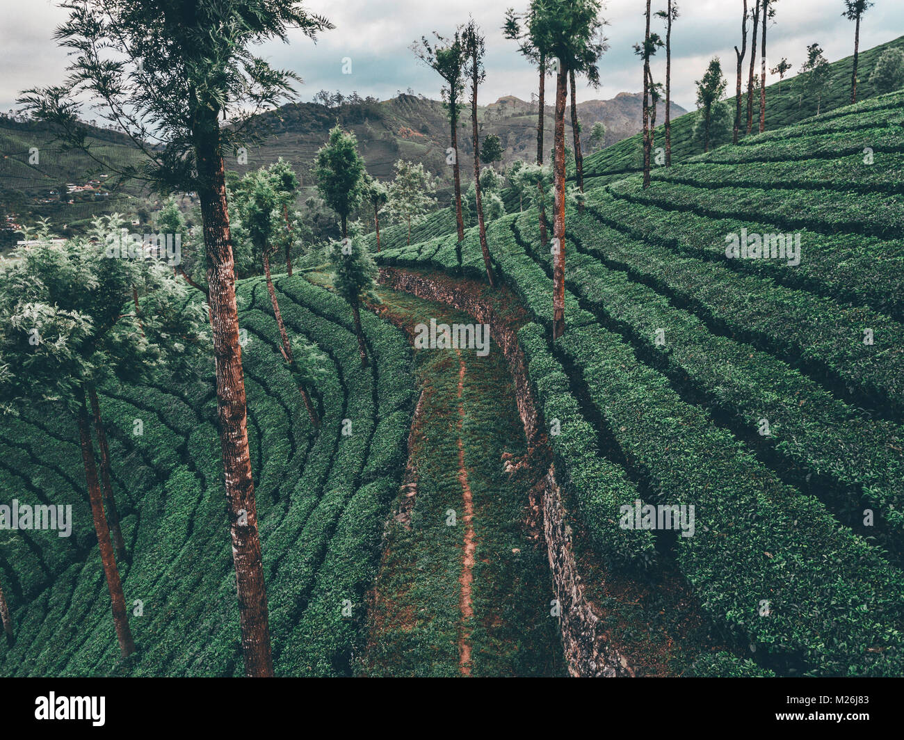 Teeplantage Fairtrade anbau, Bio Gesund aus der Natur Tee Stock Photo ...