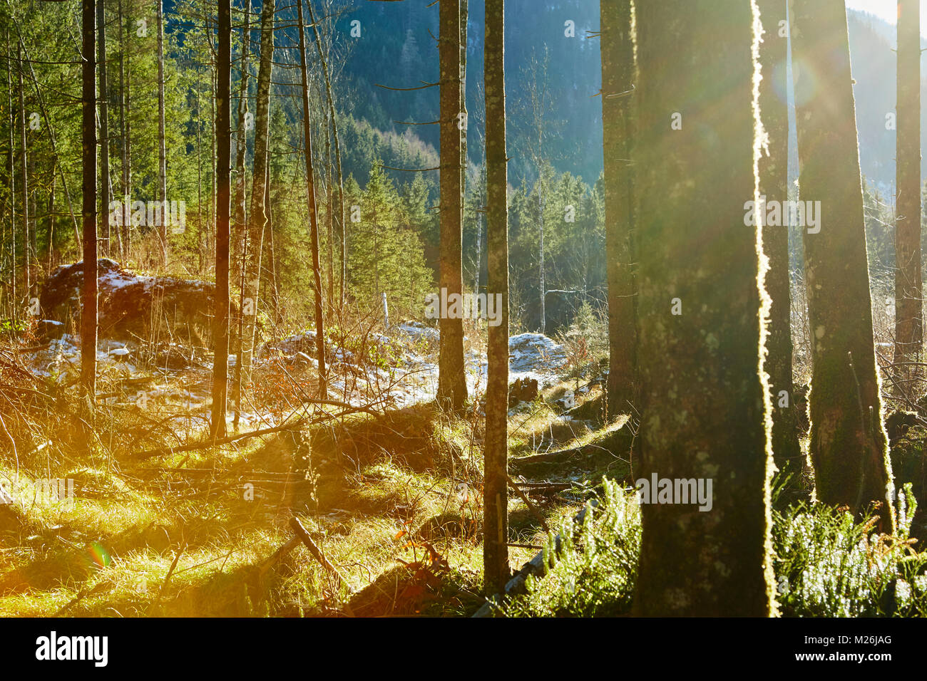 Zauberwald at the Hintersee, Ramsau, Berchtesgaden Stock Photo - Alamy