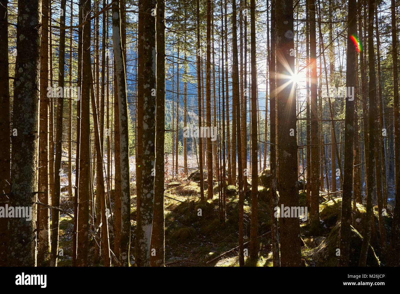 Zauberwald at the Hintersee, Ramsau, Berchtesgaden Stock Photo - Alamy