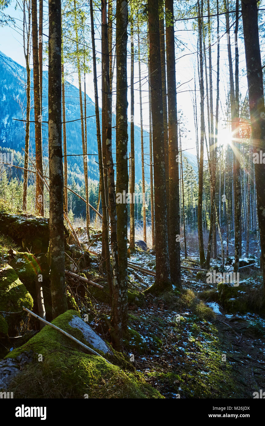 Zauberwald at the Hintersee, Ramsau, Berchtesgaden Stock Photo - Alamy
