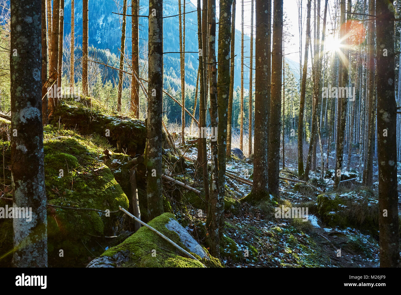 Zauberwald at the Hintersee, Ramsau, Berchtesgaden Stock Photo - Alamy