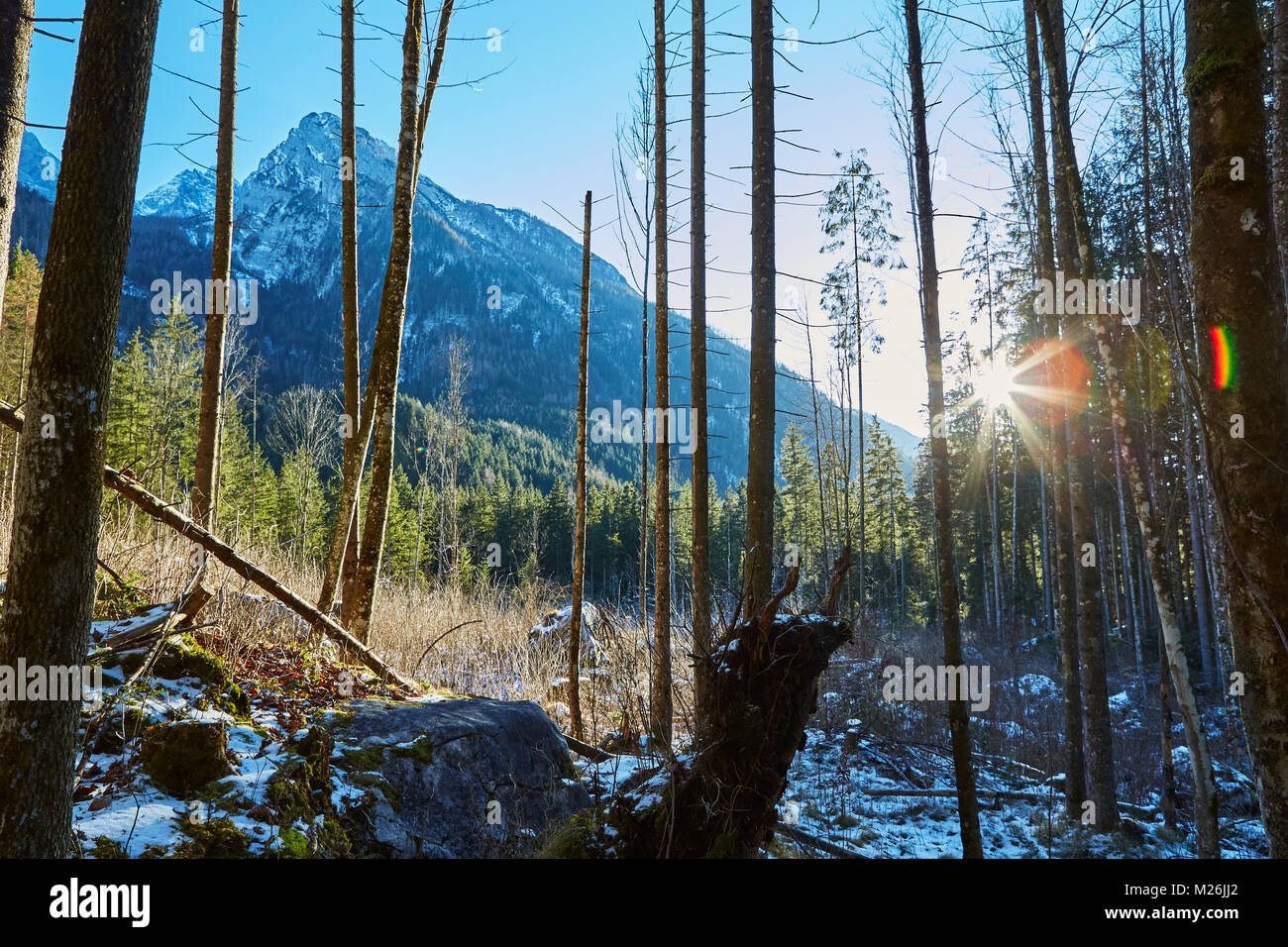 Zauberwald at the Hintersee, Ramsau, Berchtesgaden Stock Photo - Alamy