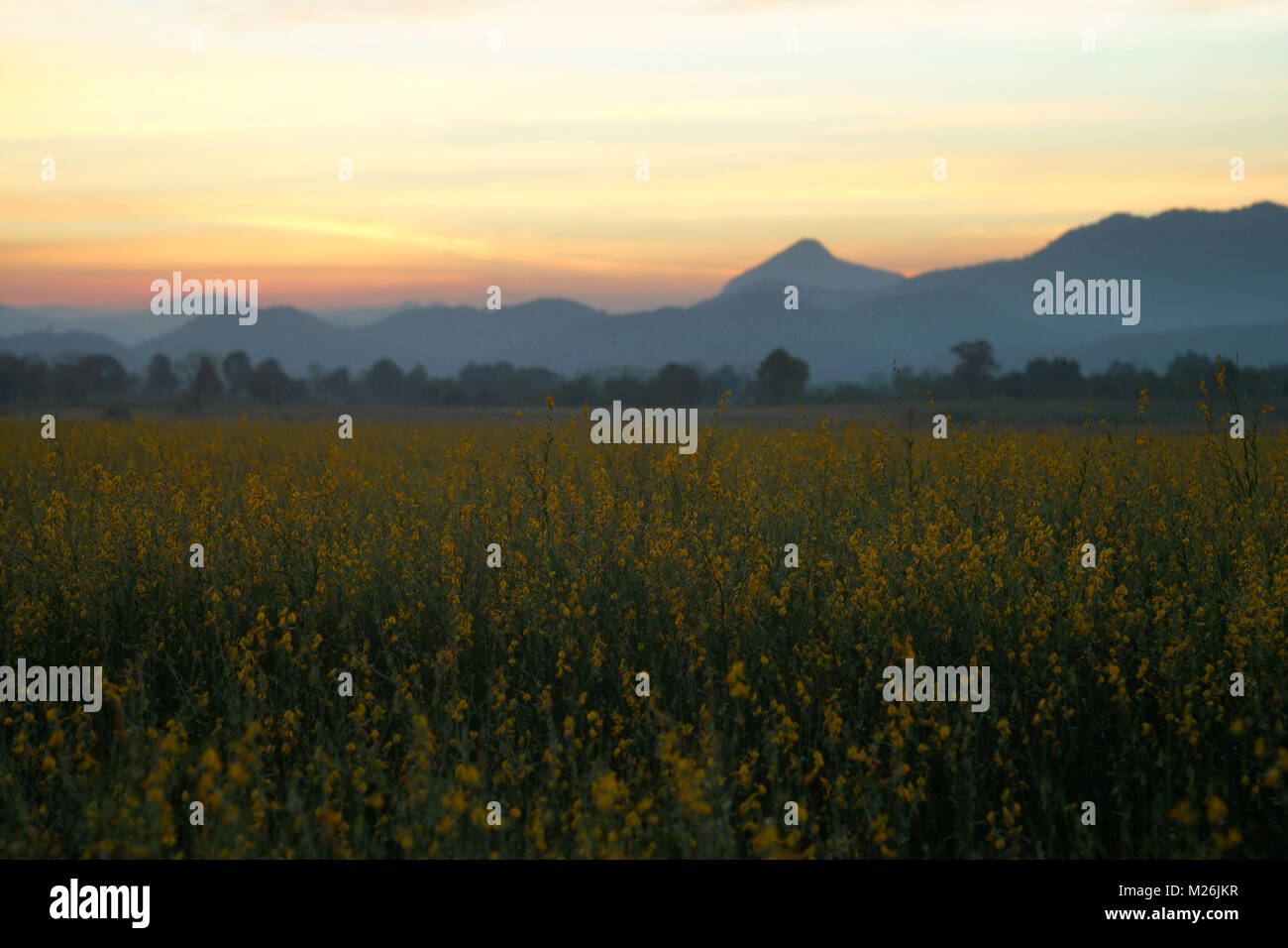 natural green field with yellow flower, sunn hemp or crotalaria juncea ...