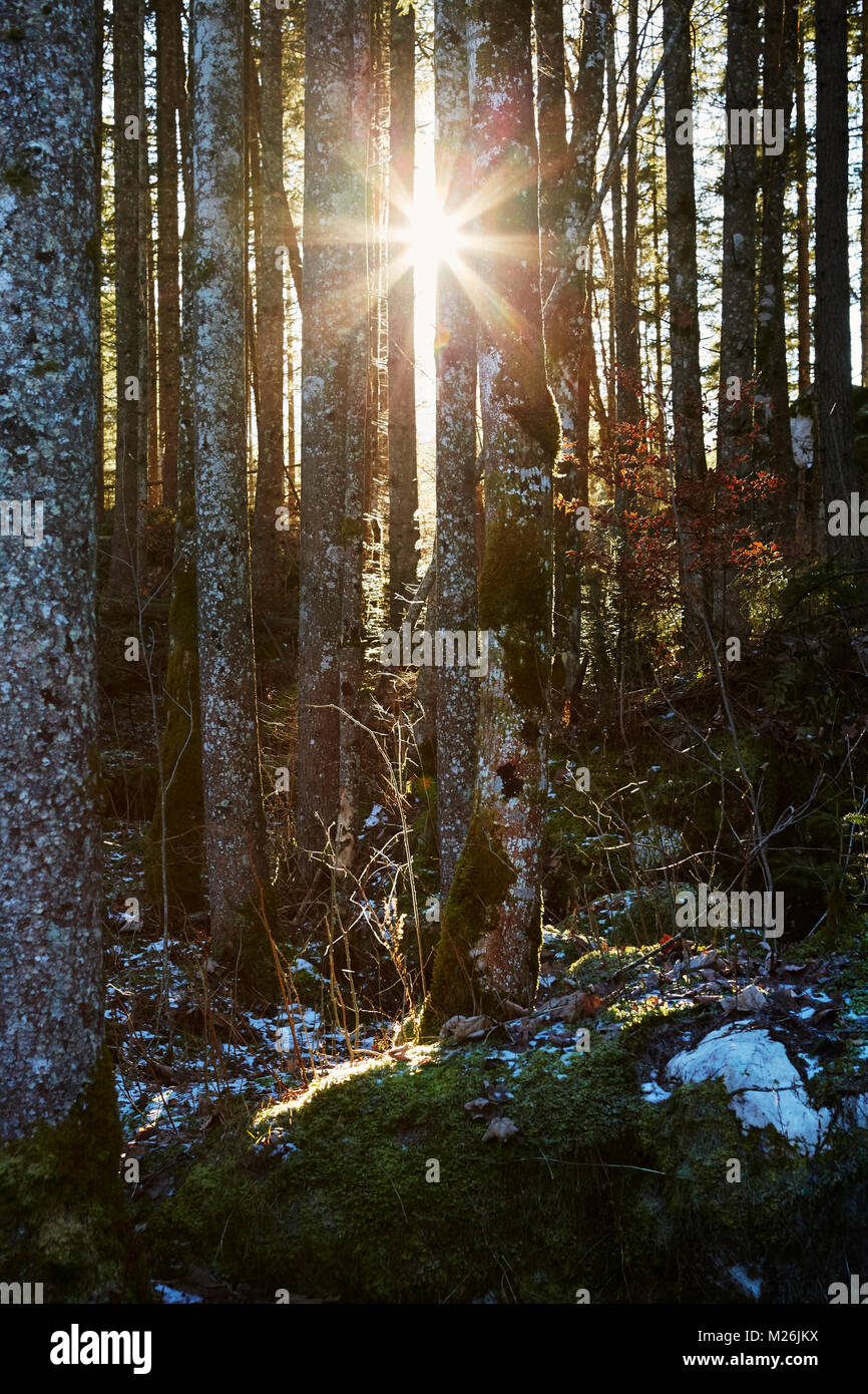 Zauberwald at the Hintersee, Ramsau, Berchtesgaden Stock Photo - Alamy