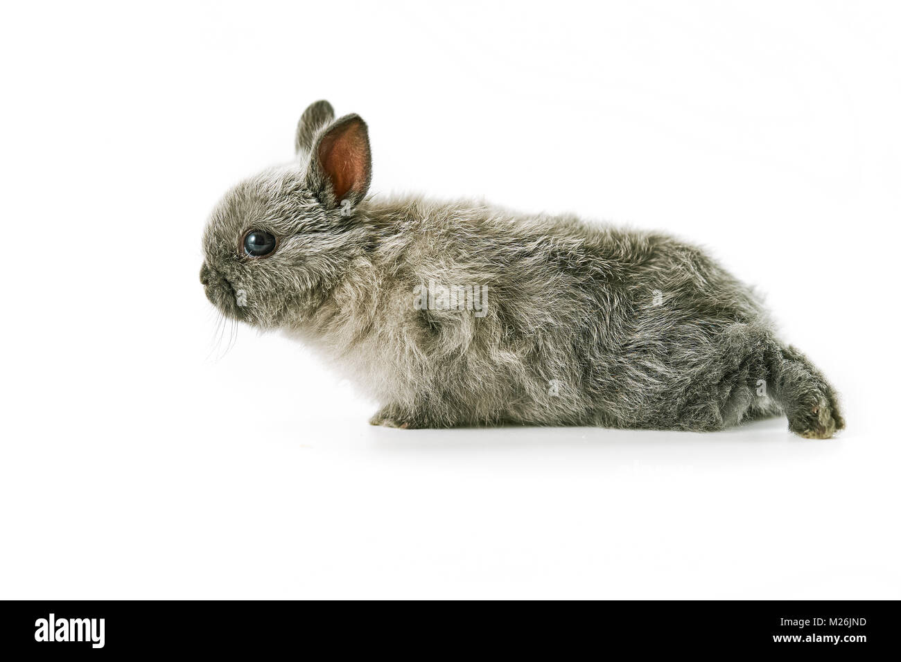 Spring animal baby Cut Out Stock Images & Pictures - Alamy